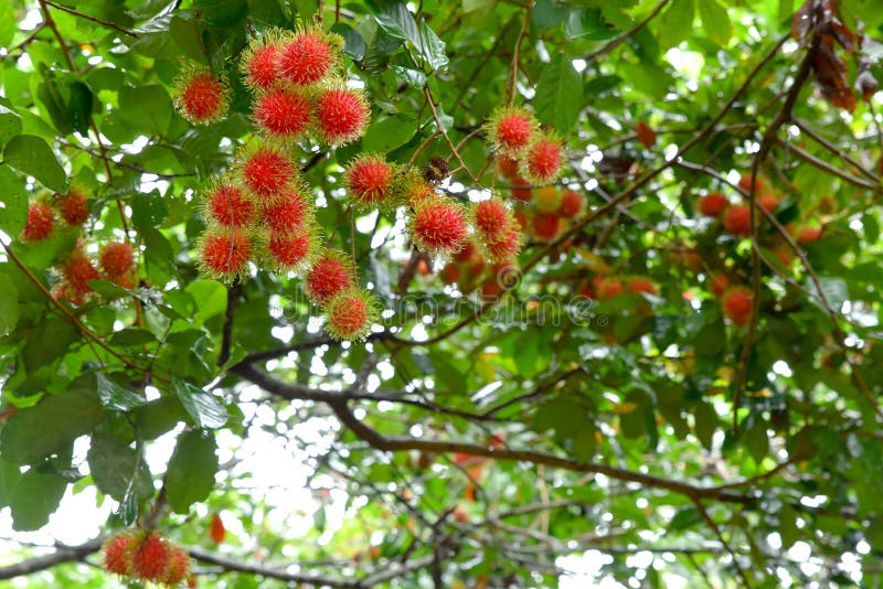 Red rambutan on tree. stock image. Image of healthy, tropical - 94787415