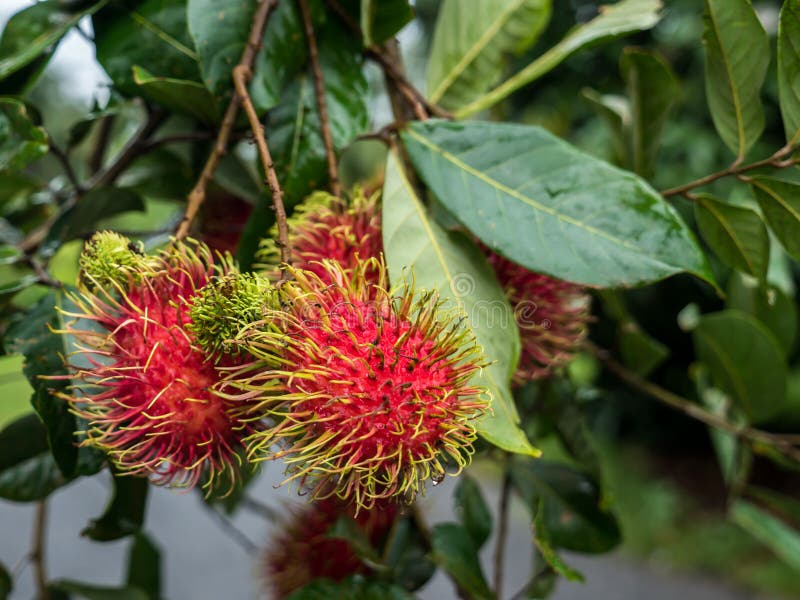 Rambutan Tree, Tropical Fruit Stock Photo - Image of sweet, texture ...