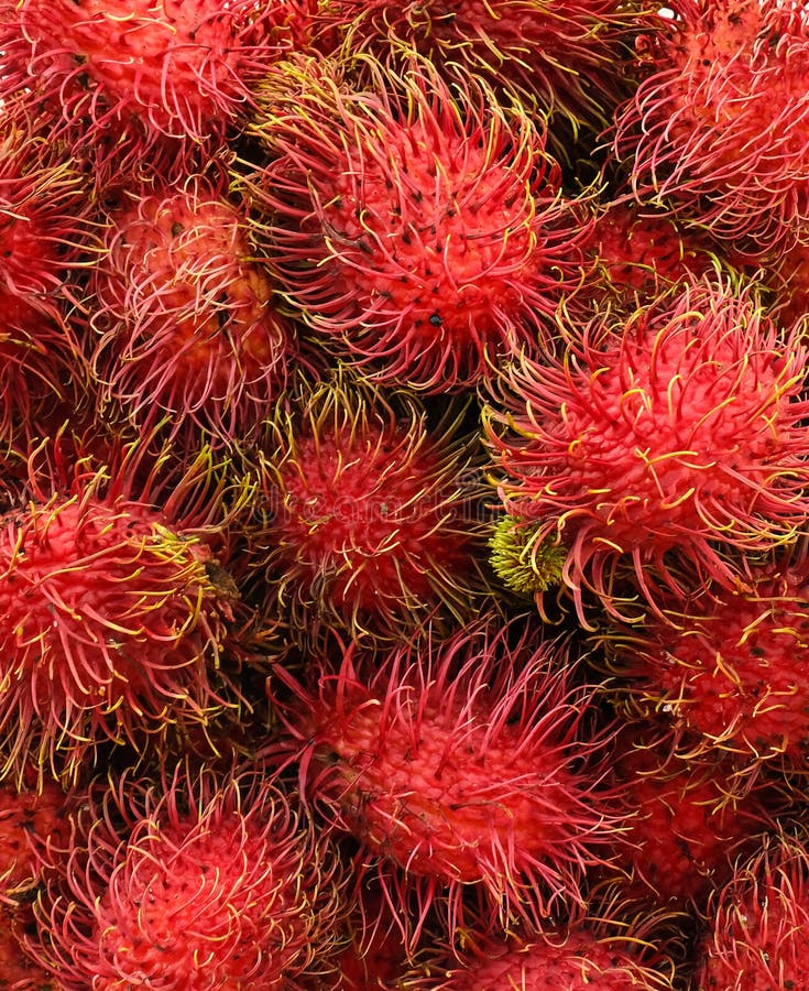 Red Rambutan Tropical Fruit Stock Image - Image of natural, lappaceum ...