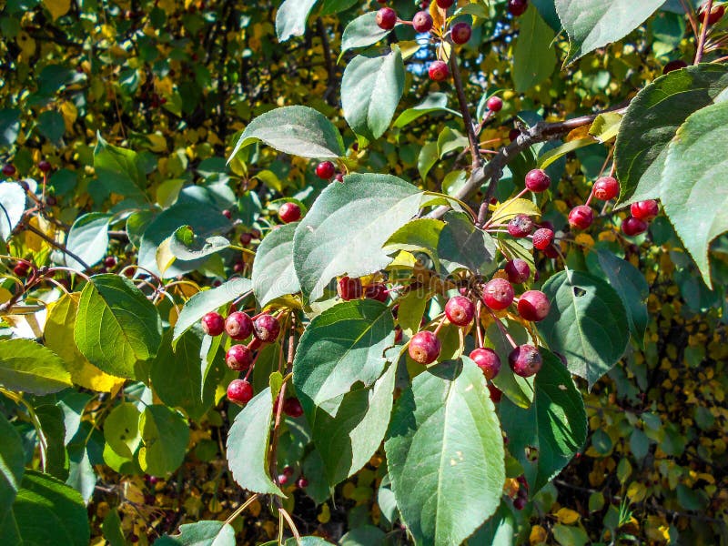 Red Ranet. Background of Red Ranet Stock Photo - Image of delicious ...