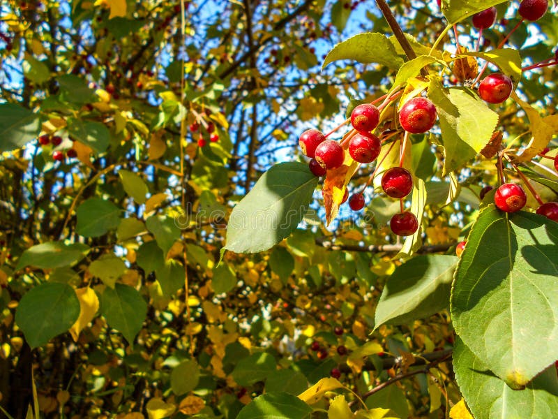 Red Ranet. Background of Red Ranet Stock Image - Image of gourmet ...