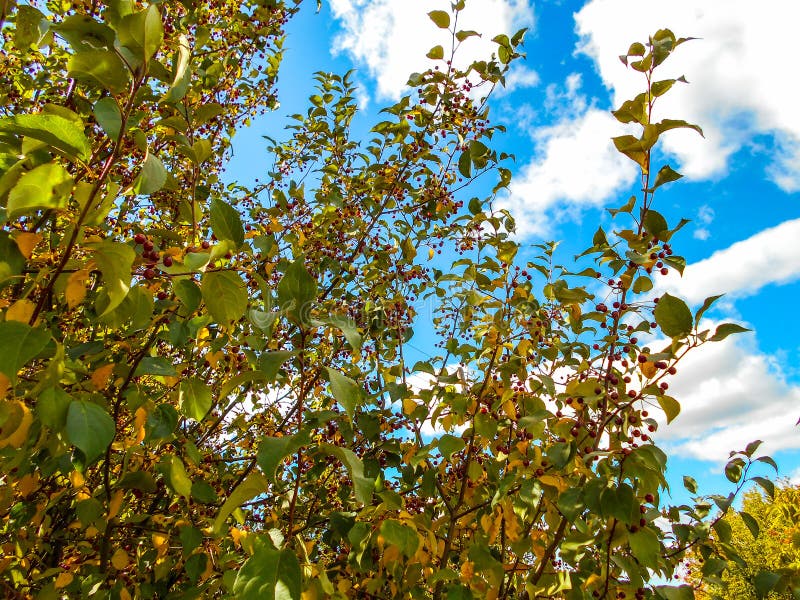 Red Ranet. Background of Red Ranet Stock Photo - Image of natural ...