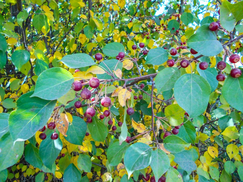 Red Ranet. Background of Red Ranet Stock Photo - Image of bunch, fruit ...