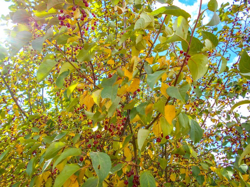 Red Ranet. Background of Red Ranet Stock Photo - Image of fruit, season ...