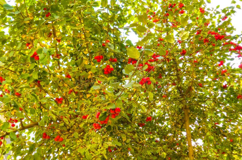 Red Ranet. Background of Red Ranet Stock Photo - Image of healthy ...