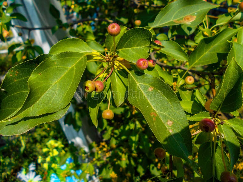 A Bunch of Red Ranet on a Branch. Background of Red Ranet. Stock Photo ...