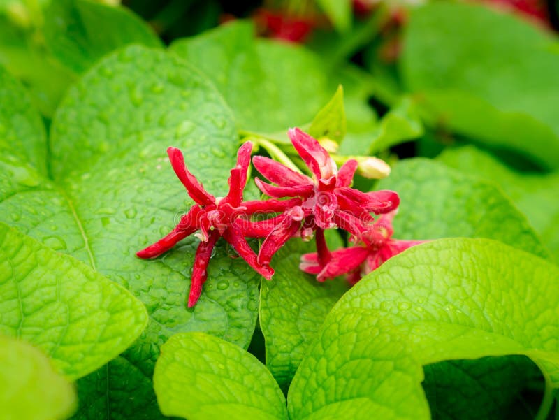 Red Rangoon Creeper Flowers Blooming Stock Image - Image of background ...