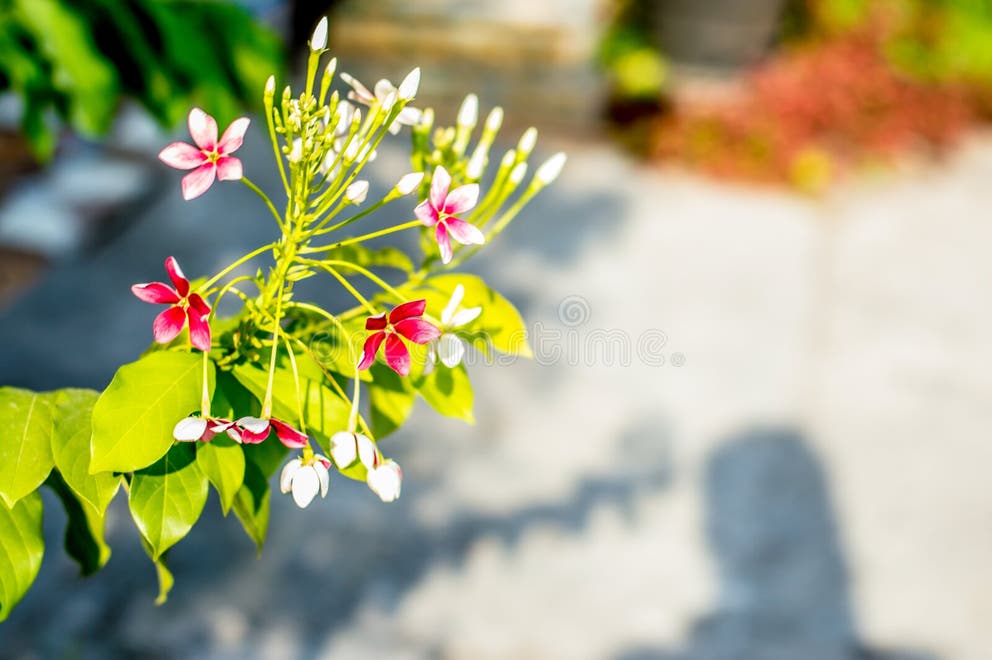 The Red Rangoon Creeper Flowers are Blooming Stock Image - Image of ...