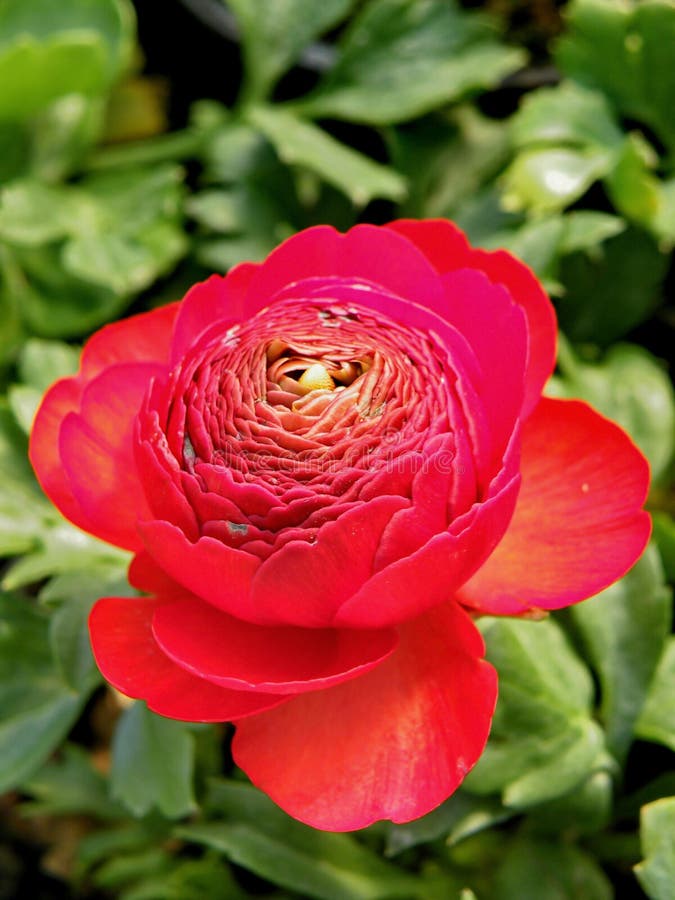 Red ranunculus stock photo. Image of botany, botanical - 17817582
