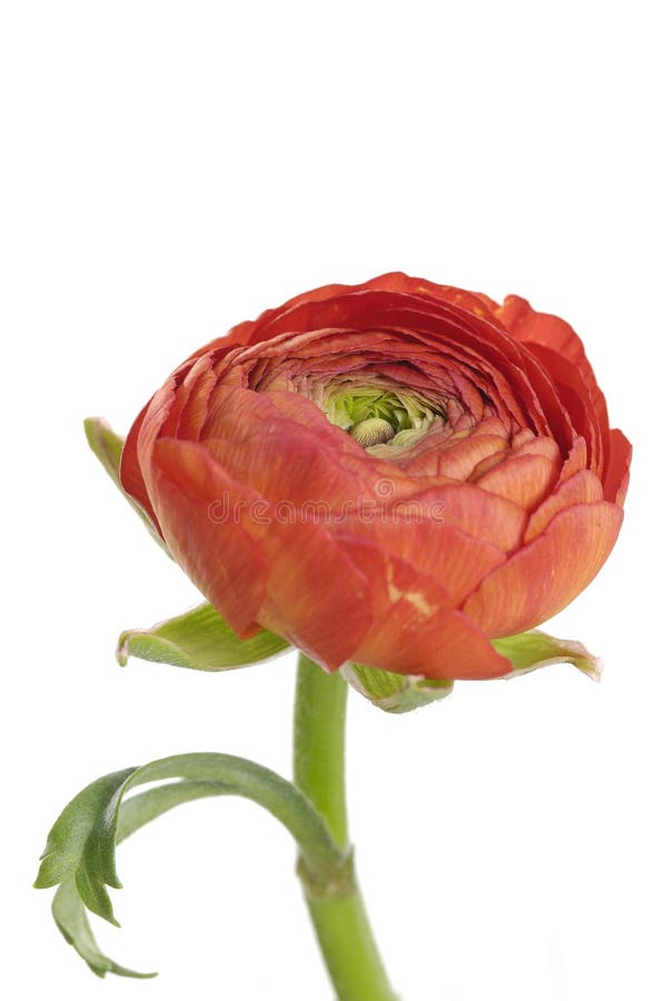 Red ranunculus stock photo. Image of freshness, natural - 22139976