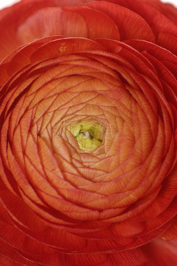 Red ranunculus stock image. Image of vibrant, fresh, macro - 22139997