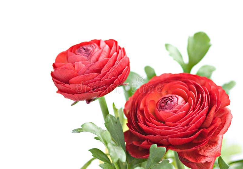 Red ranunculus stock image. Image of isolated, corner - 23836641