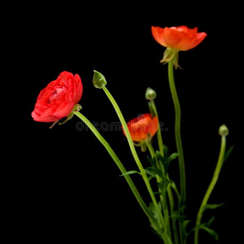 Red Ranunculus asiaticus stock photo. Image of bunch - 13212010