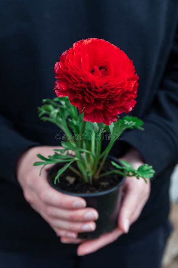Red Ranunculus Flower in Hands, Close-up. Retail of House Plants Stock ...