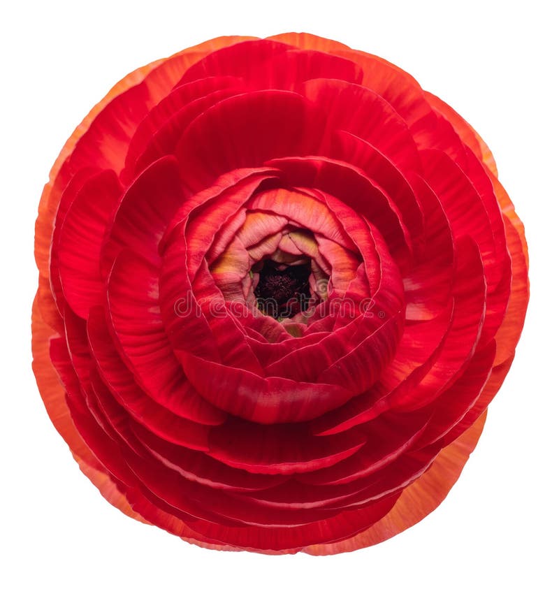 Red Ranunculus Flower Isolated on White Background Stock Illustration ...