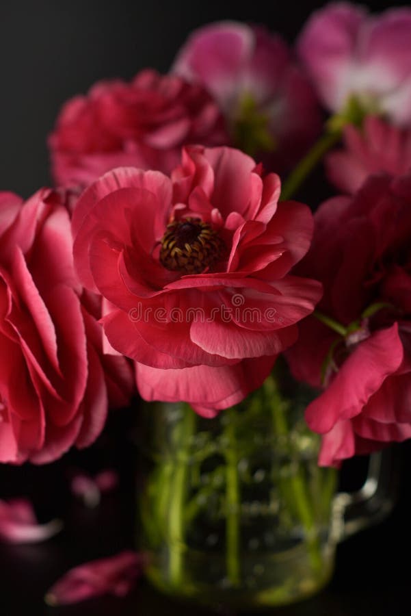 1,337 Ranunculus Black Background Stock Photos - Free & Royalty-Free ...