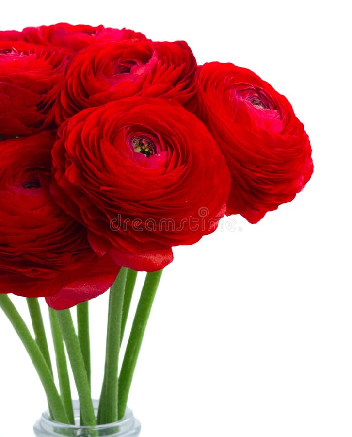 Red ranunculus flowers stock image. Image of petal, light - 71520137