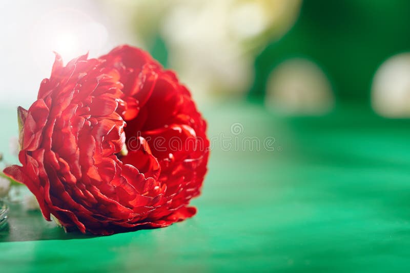 Red Ranunculus on Green stock image. Image of pattern - 97323595