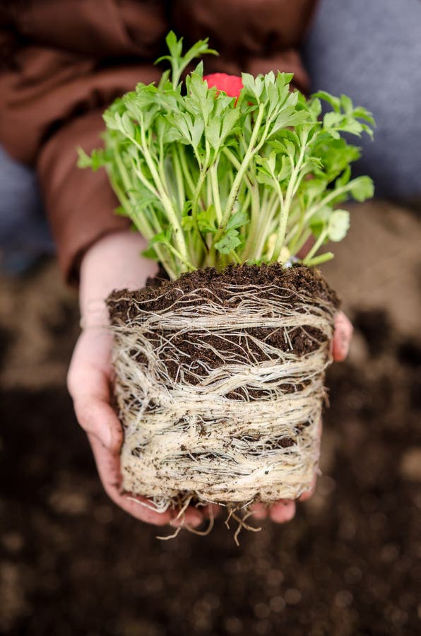 Red ranunculus roots stock photo. Image of garden, herbaceous - 38646004