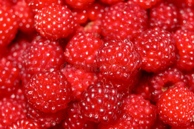 Ripe and red raspberries stock photo. Image of flora - 97983740
