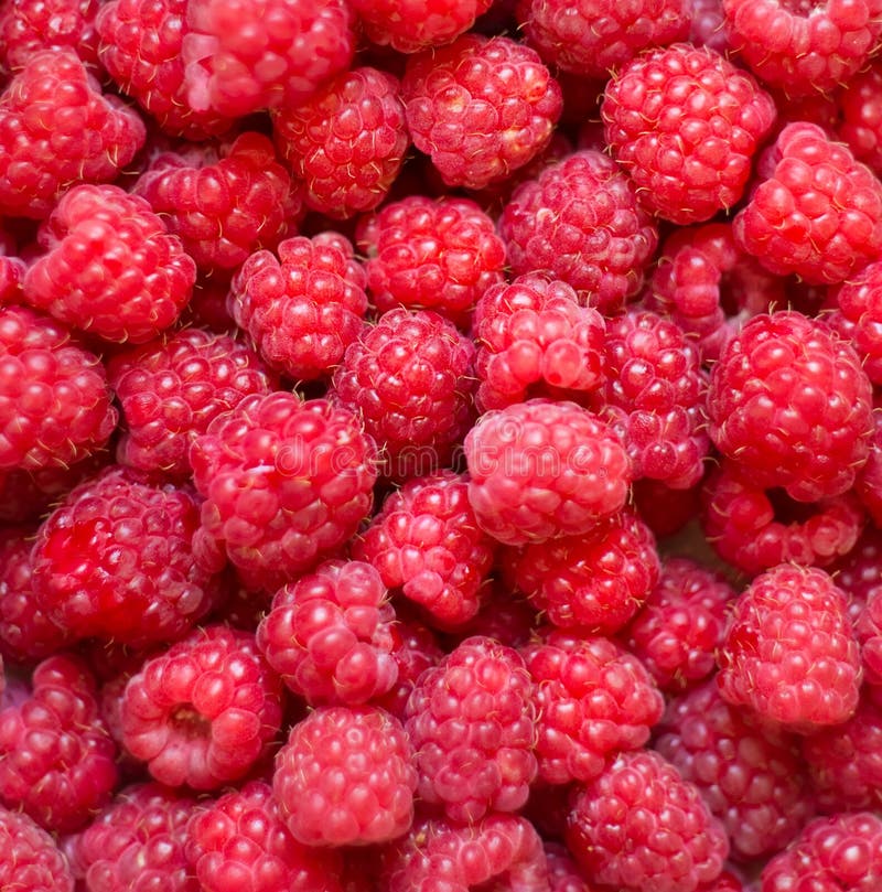 Raspberries stock image. Image of flavor, produce, dessert - 21593511