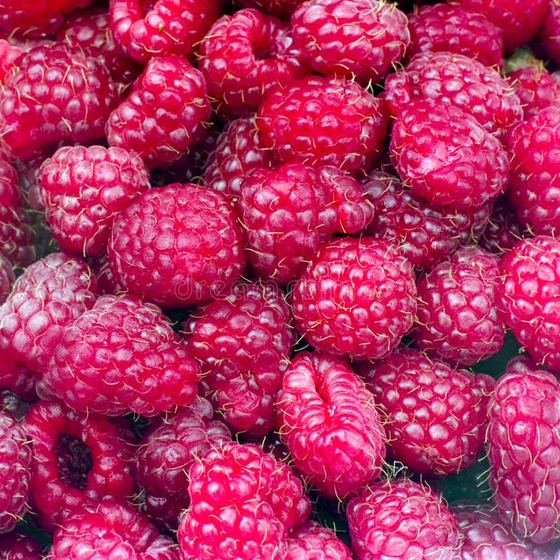 Red raspberries stock image. Image of lush, large, objects - 26945529