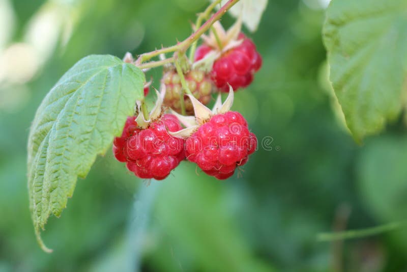 Red raspberries stock photo. Image of raspberries, dessert - 225399026