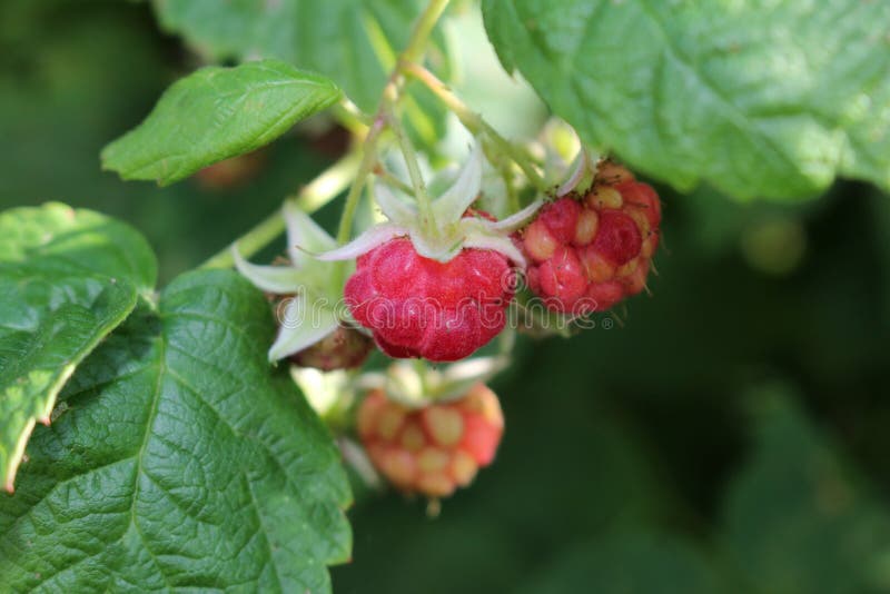 Red raspberries stock image. Image of agriculture, juicy - 225399035