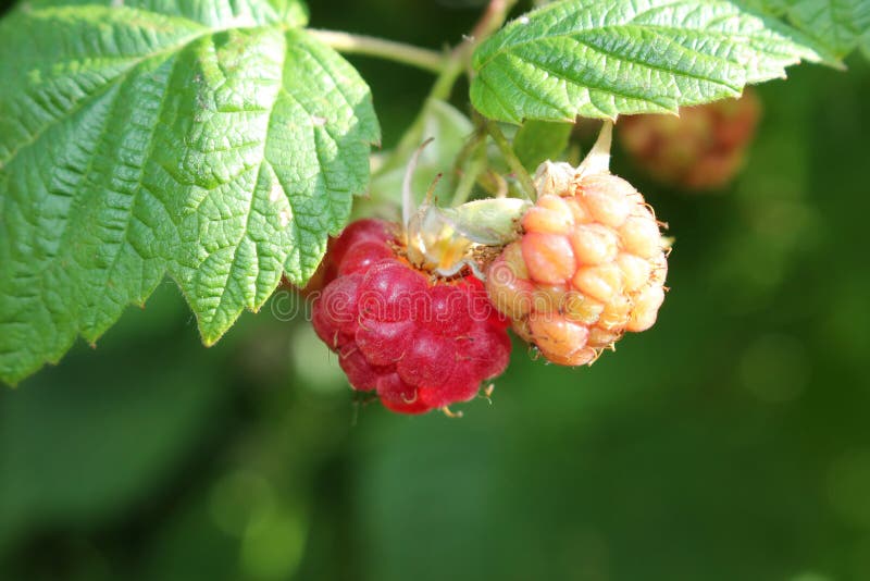 Red raspberries stock image. Image of cultivate, harvest - 225399059