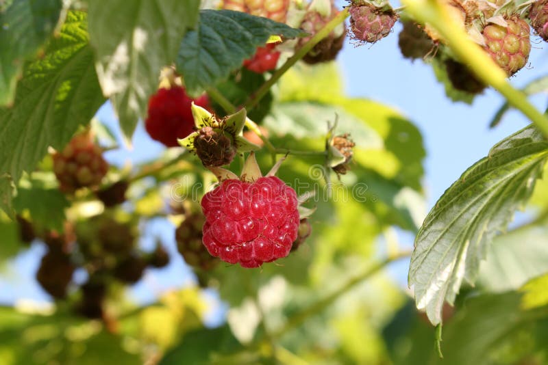Red raspberries stock photo. Image of pink, raspberries - 225399060