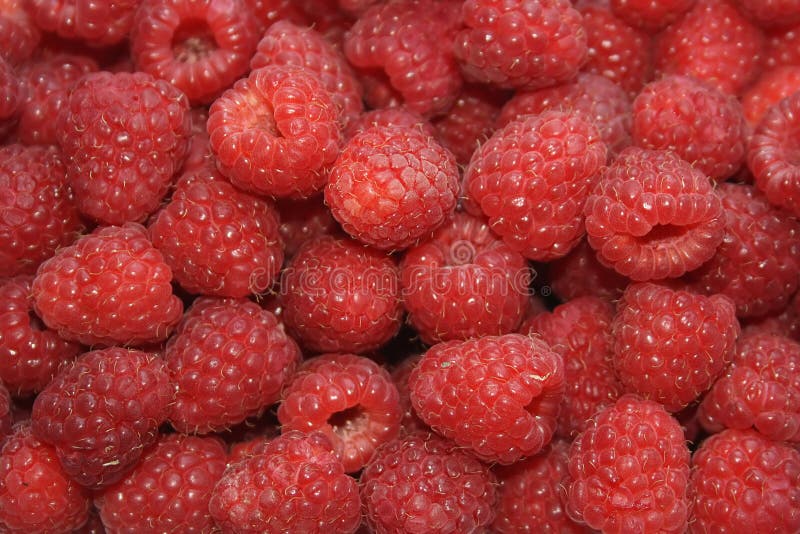 Red raspberries stock photo. Image of nutrition, ingredient - 57626912