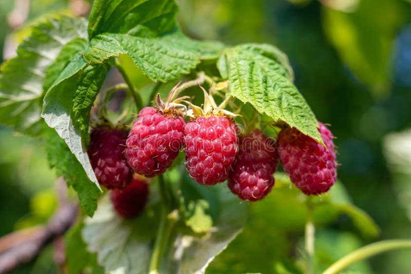 Red Raspberries on a Bush in the Garden. Stock Image - Image of growth ...