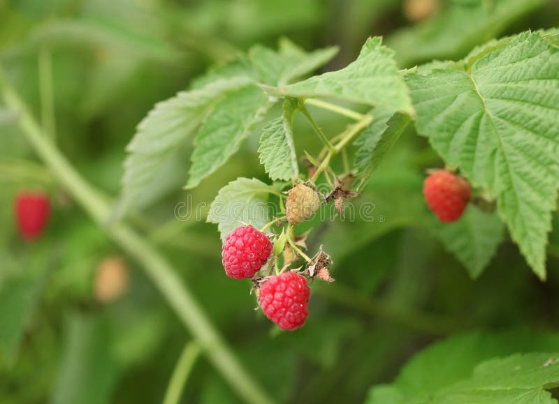 Red Raspberries on the Bush. Stock Image - Image of ripe, fruit: 46078909