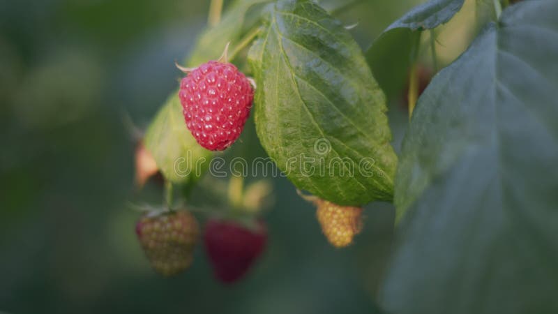 Red raspberry close up stock footage. Video of frond - 289440258