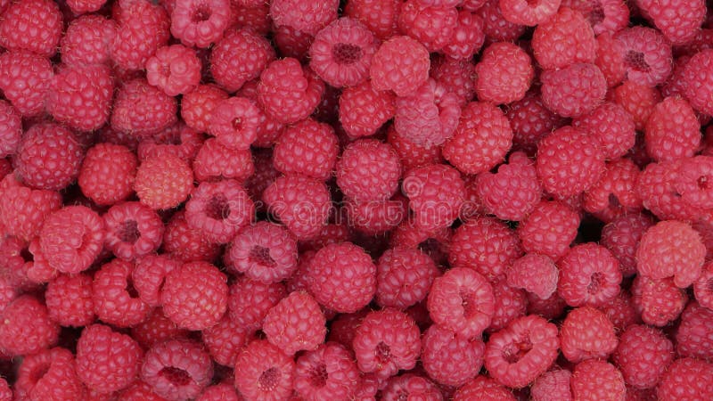 Red Raspberries Freshly Picked and Ripe, Raspberries Background Stock ...