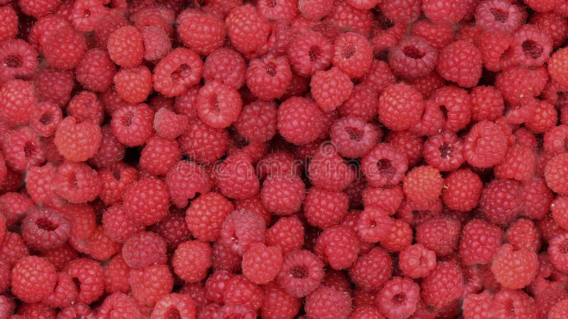 Red Raspberries Freshly Picked and Ripe, Raspberries Background Stock ...