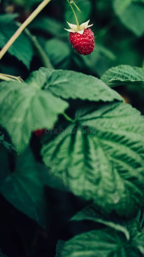 Red Raspberries Grow on Bushes with Green Leaves Stock Photo - Image of ...