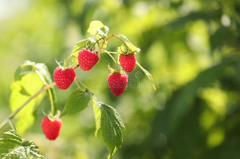Red Raspberries Growing on Bush Outdoors, Closeup. Space for Text Stock ...