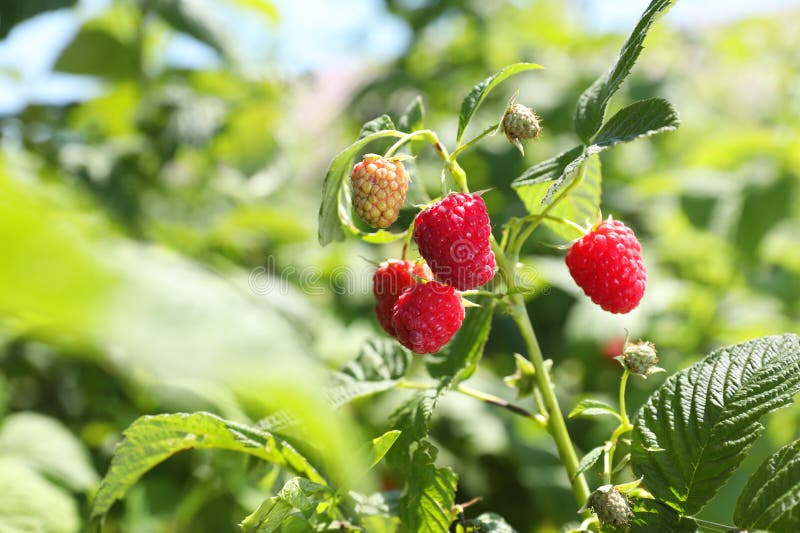 Red Raspberries Growing on Bush Outdoors, Closeup. Space for Text Stock ...