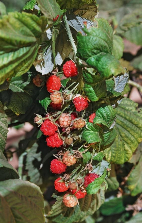 Red raspberries stock image. Image of foliage, raspberry - 77314627