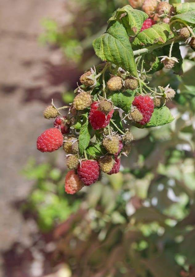 Red raspberries stock image. Image of macro, bush, raspberries - 77314735
