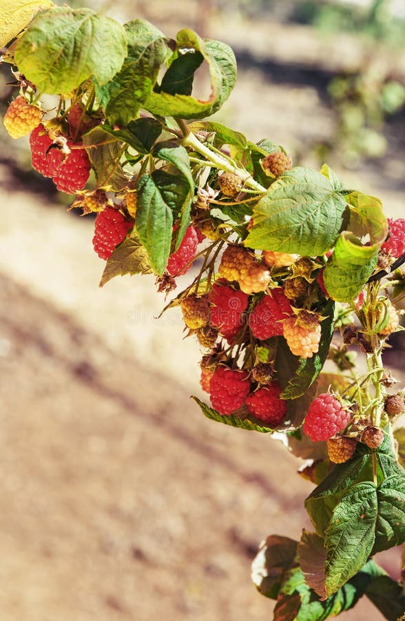 Red raspberries stock photo. Image of nature, raspberry - 77314846