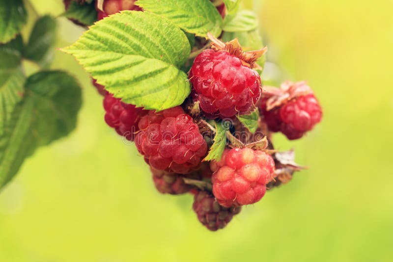Raspberries Growing on Bush with Sun Background Stock Photo - Image of ...