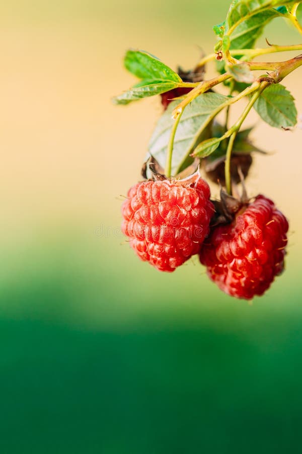 Red Raspberries. Growing Organic Berries Closeup Stock Photo - Image of ...