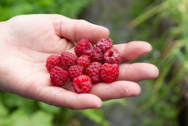 Red Raspberries is in a Hand Stock Image - Image of sweet, organic ...