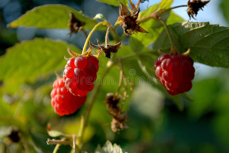 Red Raspberries Hanging on a Branch in the Rays of the Setting Sun ...