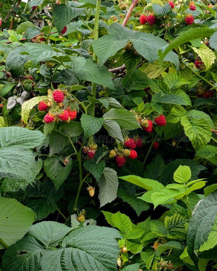 Leafy Green Raspberry Patch Stock Photos - Free & Royalty-Free Stock ...