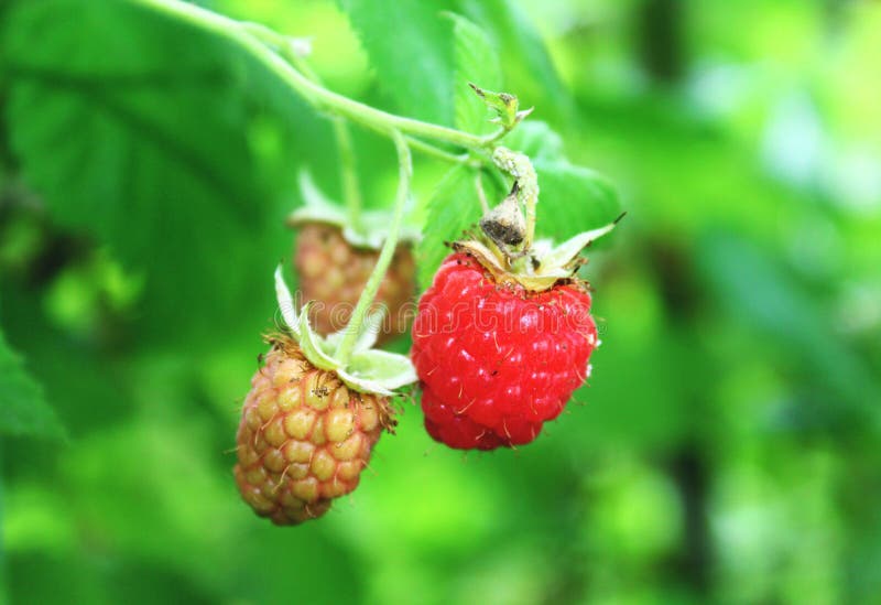 Red Raspberries and Raspberry Raw Stock Photo - Image of nutrition ...