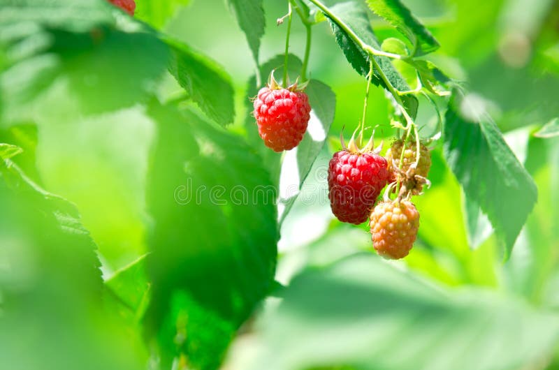 Red raspberries in the sun stock image. Image of food - 74332773