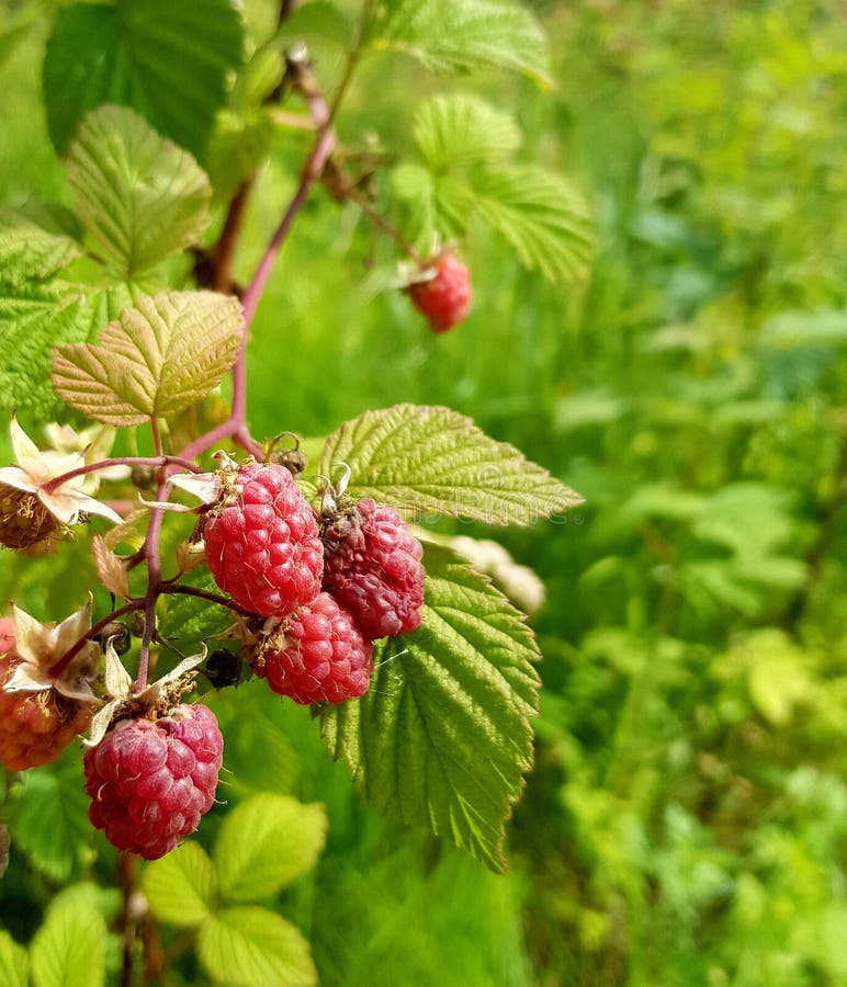 Red raspberries in sun stock photo. Image of shining - 96559180